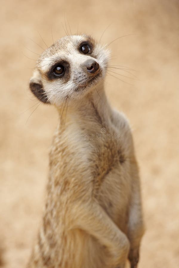 Inquisitive suricate stock image. Image of face, animal - 16992173