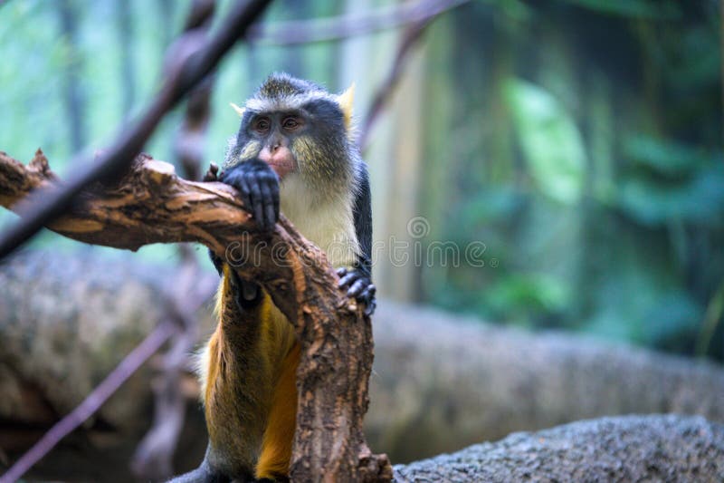 An Inquisitive but Suspicious Wolf`s Mona Monkey is Observing Its ...