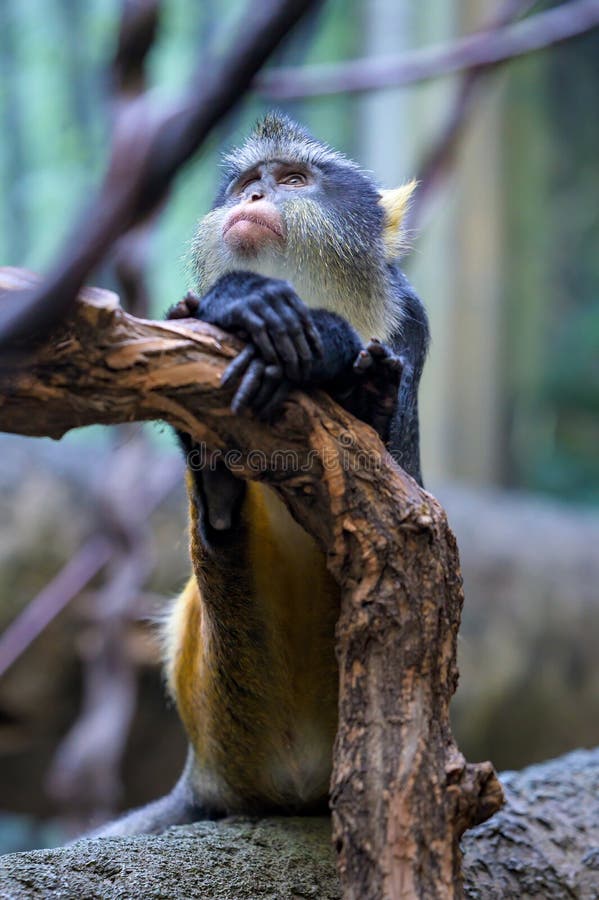 An Inquisitive but Suspicious Wolf`s Mona Monkey is Observing Its ...