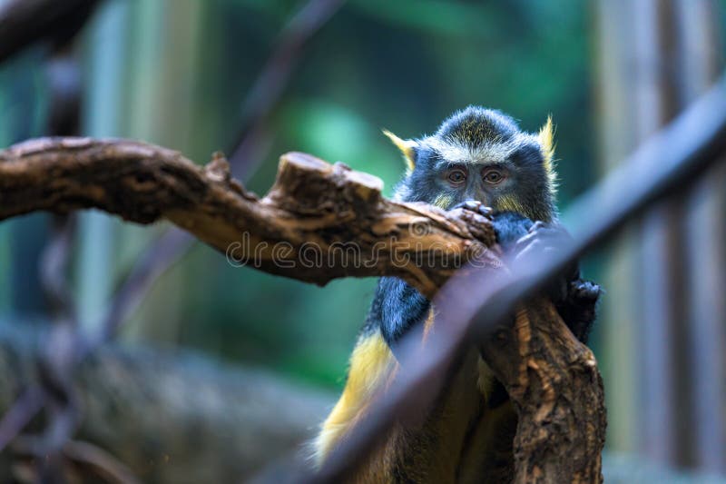 An Inquisitive but Suspicious Wolf`s Mona Monkey is Observing Its ...