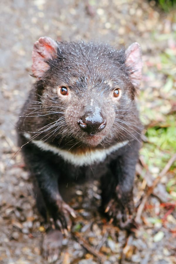 Tasmanian Devil in Tasmania Australia Stock Image - Image of face, wild ...