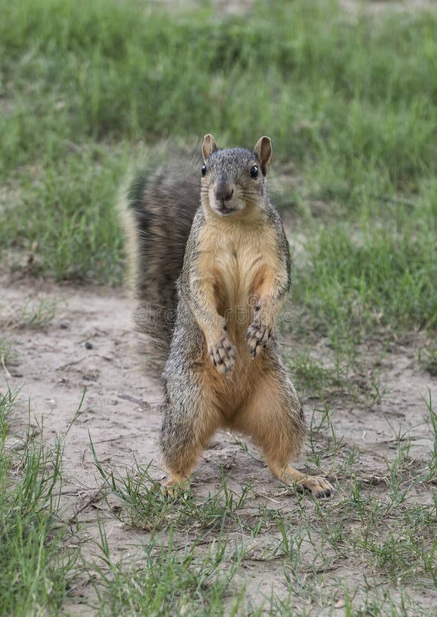 Inquisitive Texas Fox Squirrel Stock Photo - Image of ingdom, binomial ...
