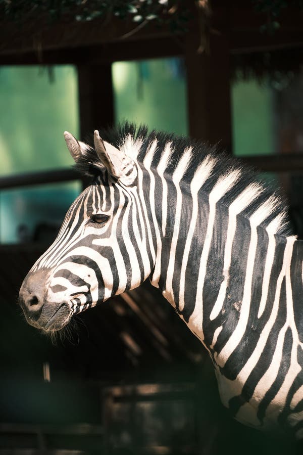 Inquisitive Zebra Enjoying the Sun at the Zoo Stock Image - Image of ...