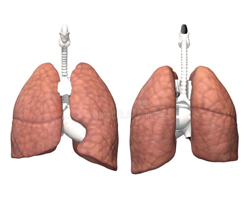 Lungor Fast Symbol, Organ Och Del Av Kropp Vektor Illustrationer ...
