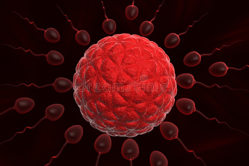 Insémination D'ovule Humain Illustration Stock - Illustration du santé ...