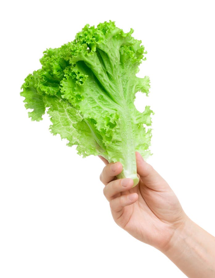 Lattuga verde immagine stock. Immagine di alimento, tenuta - 2224149