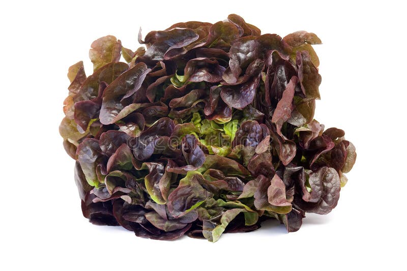 Insalata Rossa Di Lollo Rosso Fotografia Stock - Immagine di caloria ...