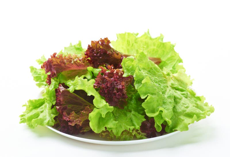 Insalata Rossa Di Lollo Rosso Fotografia Stock - Immagine di caloria ...