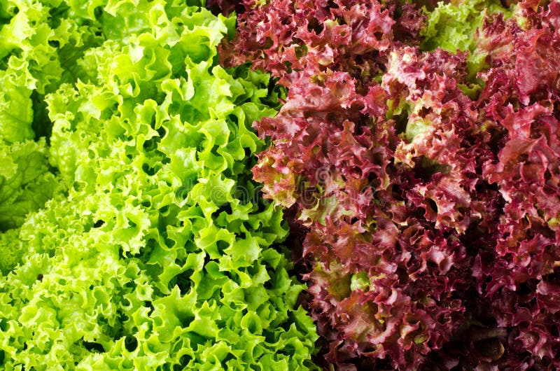 Insalata Verde E Rossa Della Lattuga, Lollo Rosso, Per Backround ...