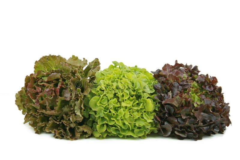 Insalata Rossa Di Lollo Rosso Fotografia Stock - Immagine di caloria ...