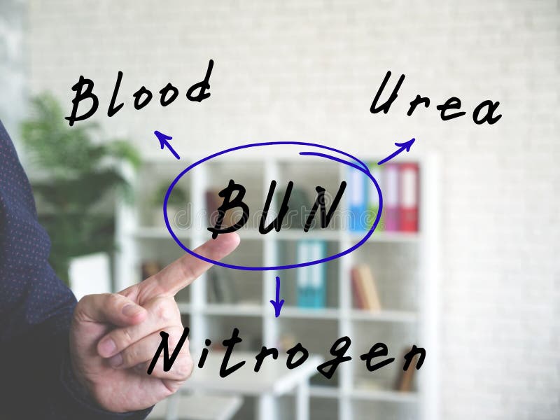 BUN - Blood Urea Nitrogen Acronym, Concept on Blackboard Stock Image ...