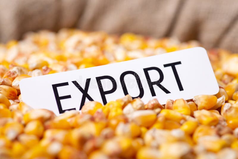 Inscription Export on Corn Grain Stock Image - Image of sell, money ...