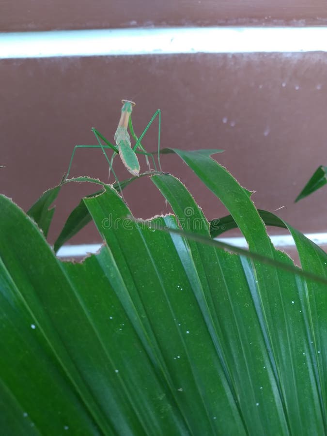 Insect in my garden stock photo. Image of green, nature - 208291440