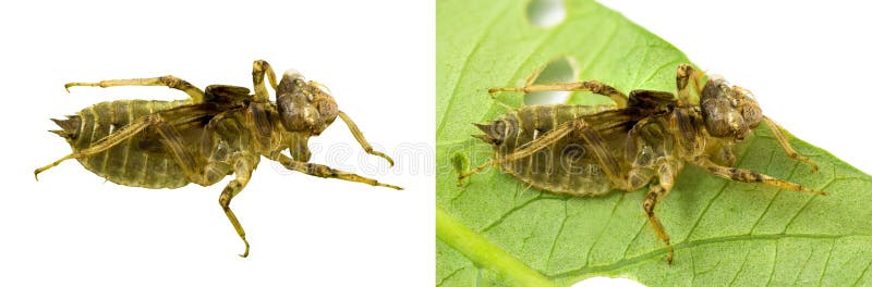 Insece moult stock photo. Image of beautiful, white, insects - 96013866