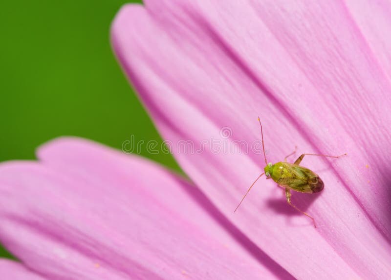 Insect stock image. Image of green, pink, plant, animal - 12159309