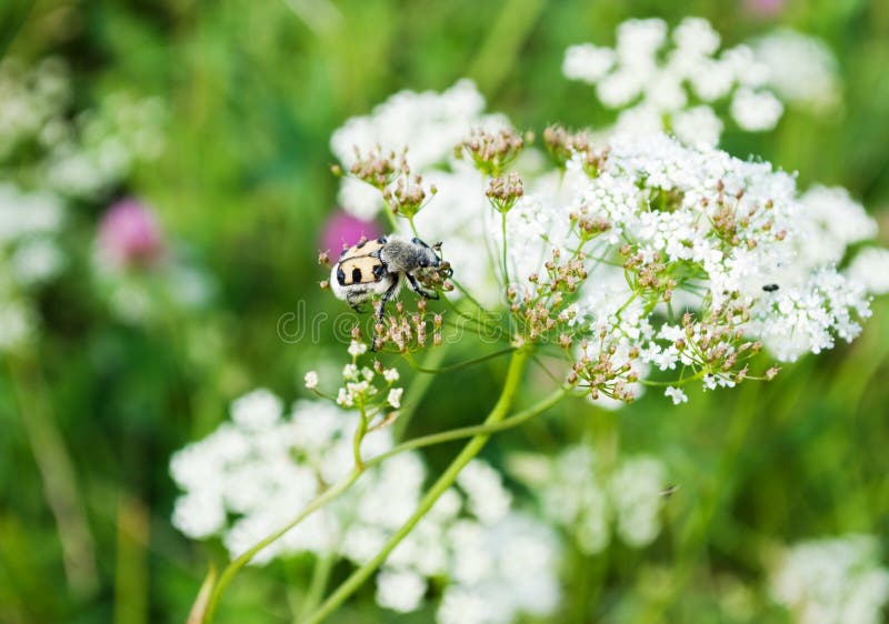 Insect stock photo. Image of honey, nature, heat, flower - 12921174
