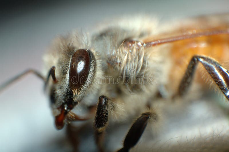 Insect stock image. Image of crawl, nuisance, insect, small - 1614743