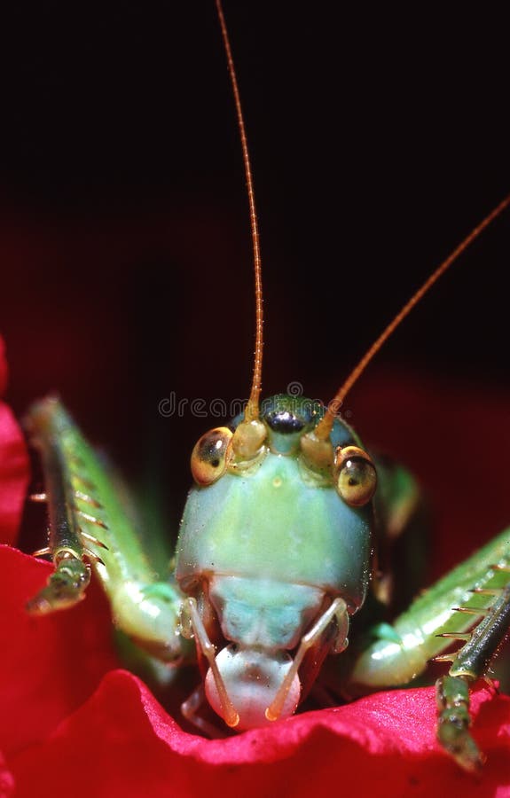 Insect stock image. Image of china, head, close, antenna - 4318795