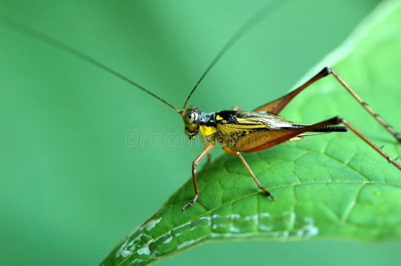 Tri-colored Thorn Bug on Green Thorny Branch Stock Image - Image of ...