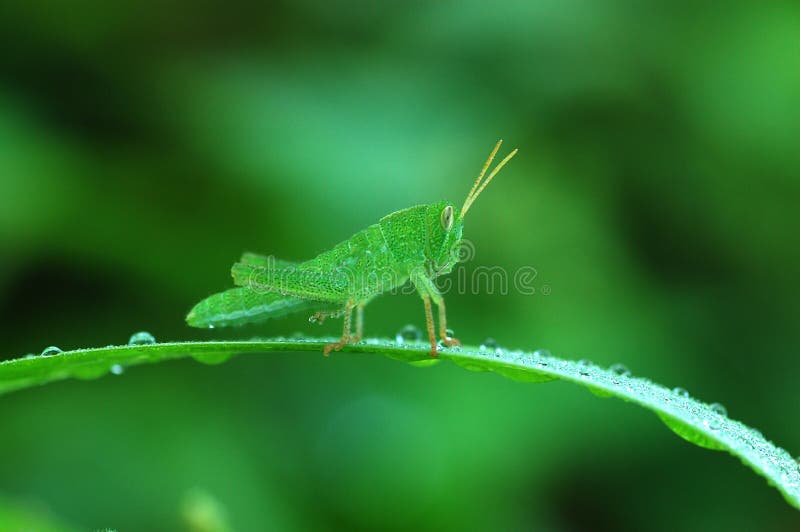 Insect stock photo. Image of nature, insect, plant, green - 6516552