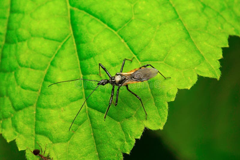 Insect , Aarey Milk Colony stock photo. Image of white - 110283548