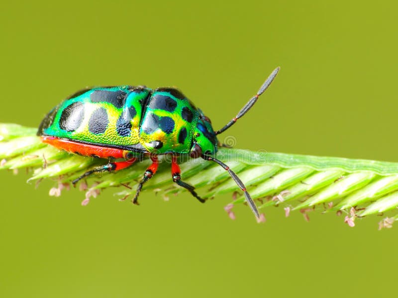 Insect Activity in daily Life Stock Image - Image of insects, flight ...