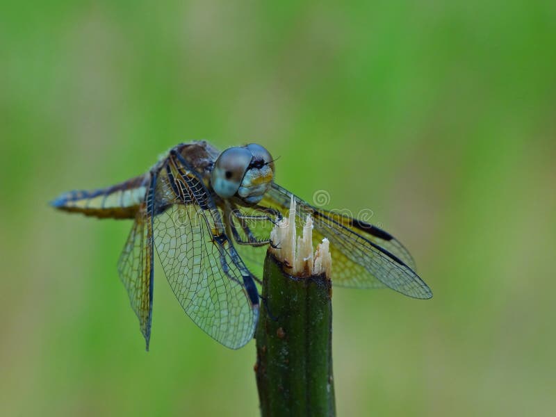 Insect Activity in daily Life Stock Photo - Image of colorful ...