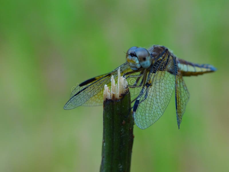 Insect Activity in daily Life Stock Photo - Image of flight, green ...
