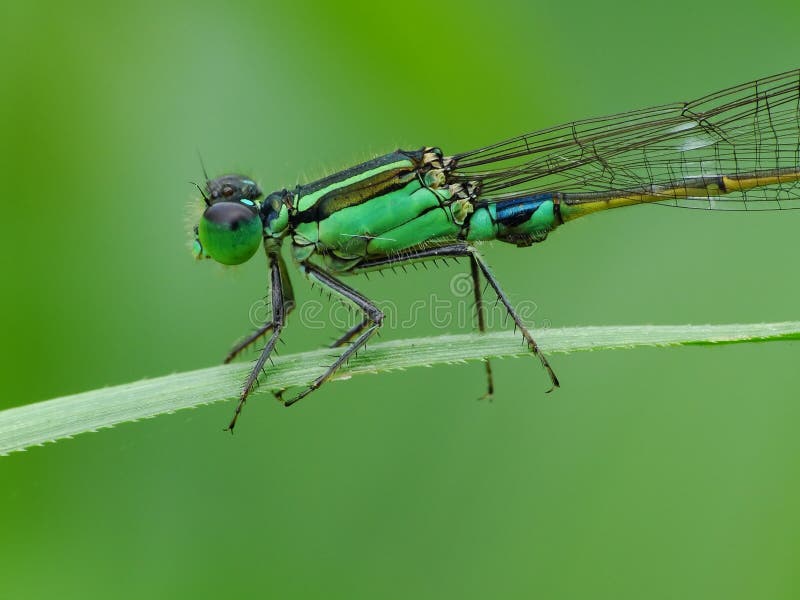 Insect Activity in daily Life Stock Image - Image of insect, flora ...