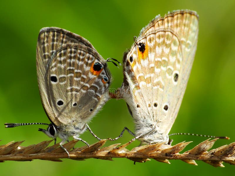 Insect Activity in daily Life Stock Photo - Image of flies, fauna ...