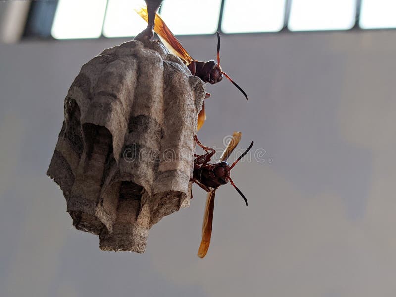 Insect Alert Reaction when Protecting Nest Stock Image - Image of alert ...