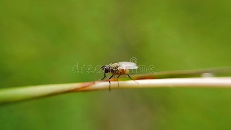 The insect is alone again stock photo. Image of stem - 371905612