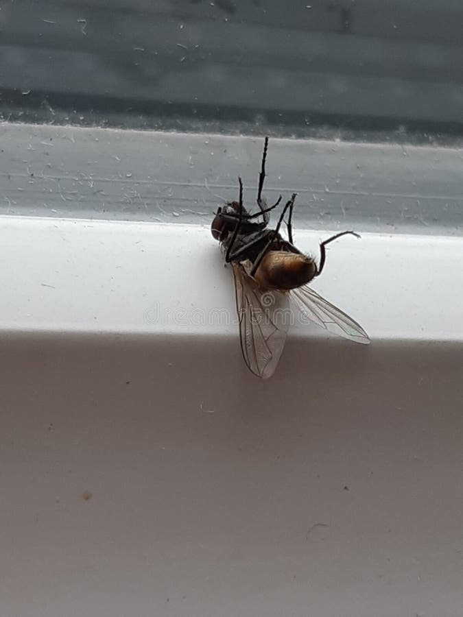 Insect stock image. Image of last, insect, sleep, alone - 153417549