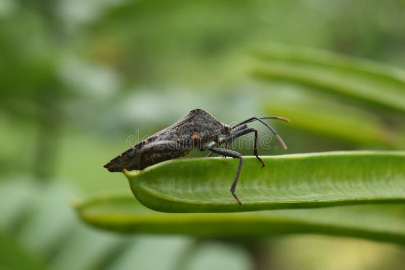 Insect,Animal stock image. Image of smell, animal, insectanimal - 124070239
