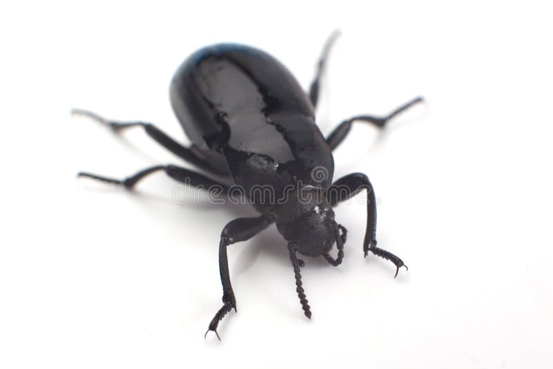 Insect . Animal Isolated on a White Background Stock Image - Image of ...