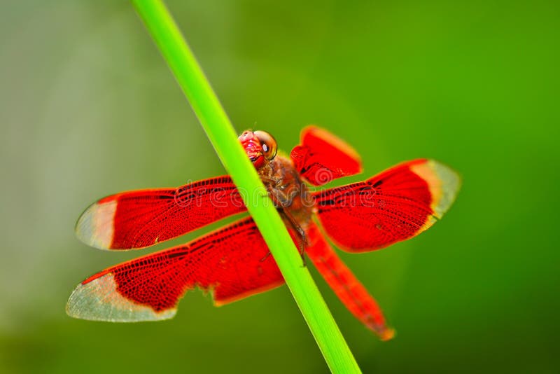 Insect animal pest stock photo. Image of green, inver - 203435780