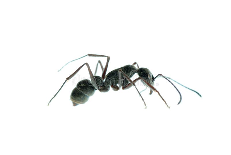 Carpenter Ant on Back Legs stock photo. Image of monster - 24738396
