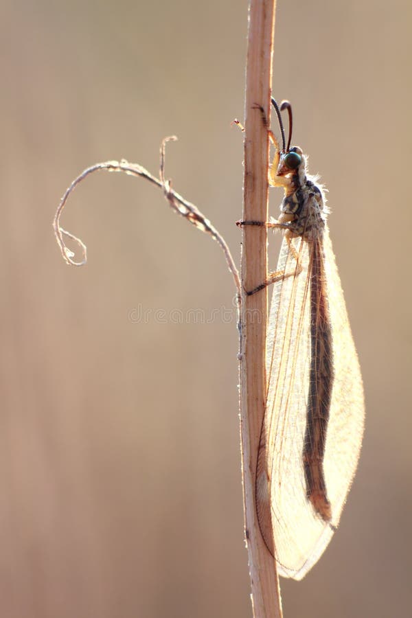 Insect Ant-lion with Transparent Wings Stock Photo - Image of macro ...