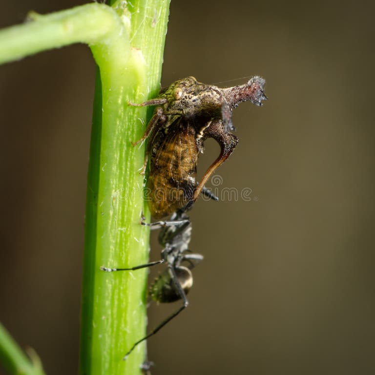Insect Ant and Thorn Mimic Horn Stock Image - Image of leafs, color ...