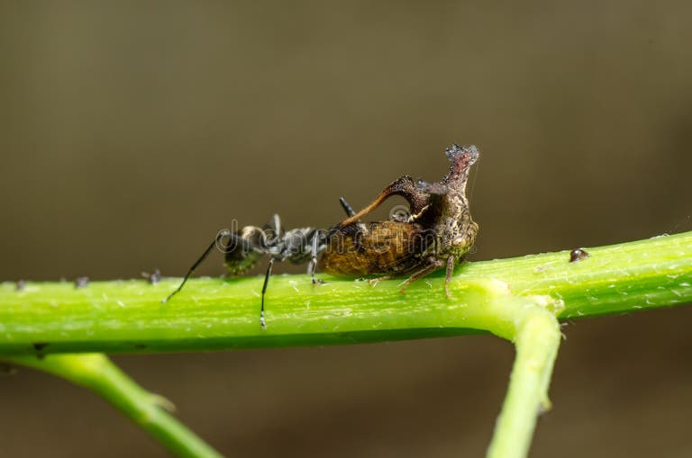 Insect Ant and Thorn Mimic Horn Stock Image - Image of homoptera ...