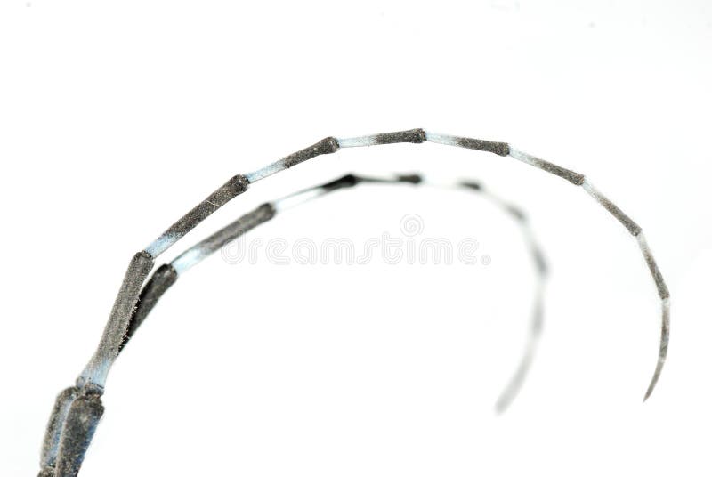 Insect antenna detail stock image. Image of antenna, animal - 13188725