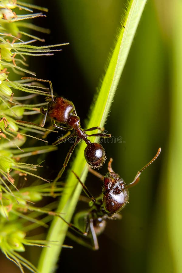 Insect ants macro photos stock image. Image of ants - 283458995