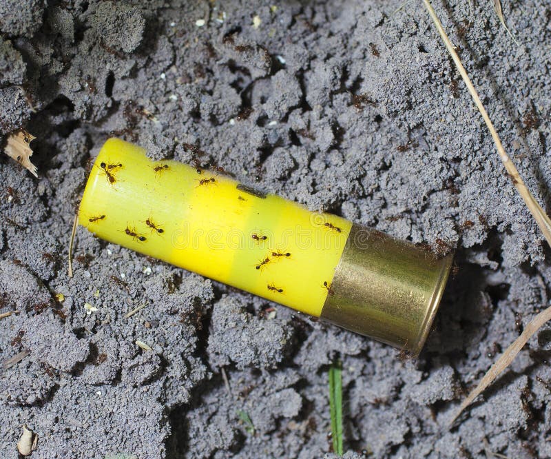 Insect attack stock photo. Image of yellow, bronze, ants - 75993556