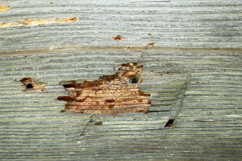 Insect Attack on Old Construction Wood Stock Image - Image of ...