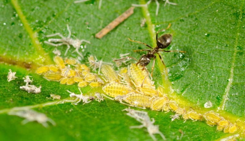 Insect Babies on a Green Leaf Stock Image - Image of pest, natural ...