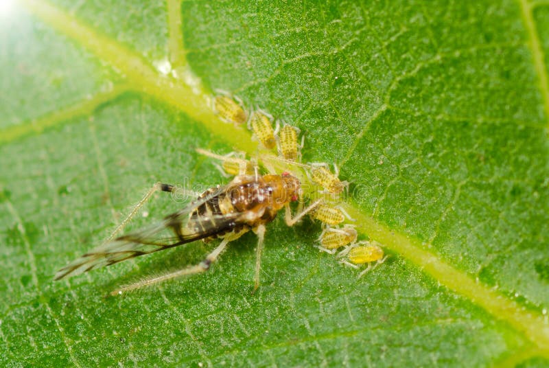 Insect Babies on a Green Leaf Stock Photo - Image of animal, hazel ...
