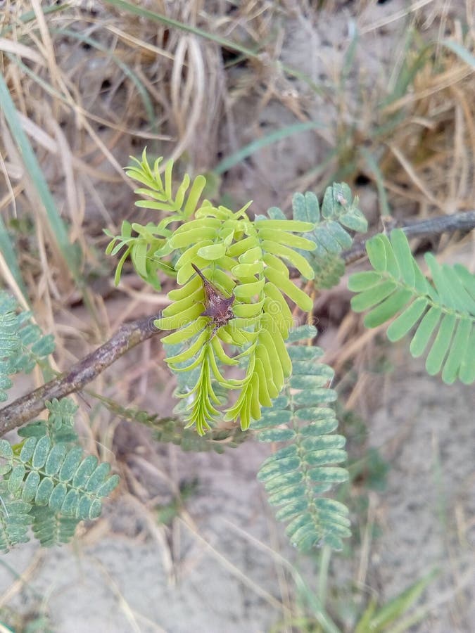 Insect on Babool Tree this is Beautiful Stock Image - Image of sell ...