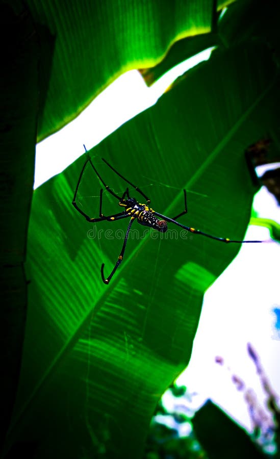 Insect banana stock image. Image of night, light, wing - 265153803