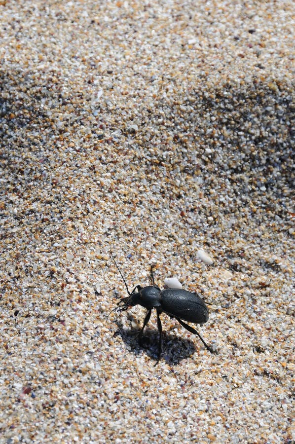 Insect On The Beach Picture. Image: 4485197