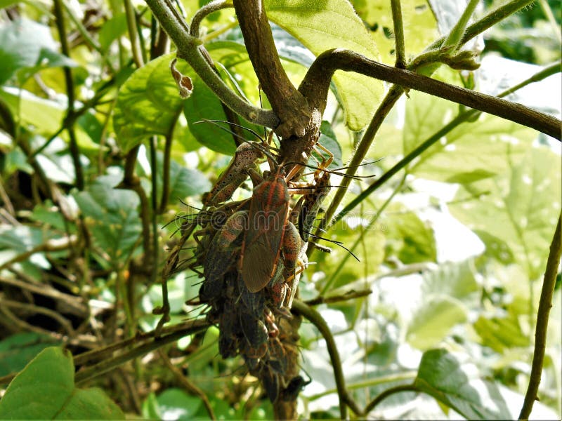 Take a Close Look at the Swarming Insect Beasts Stock Photo - Image of ...